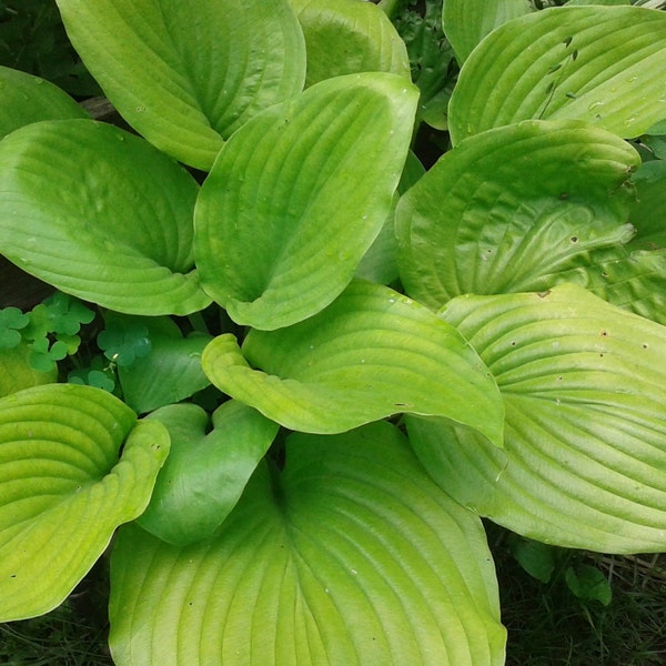 Hosta Mixed - Etsy