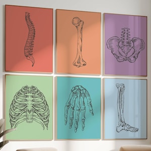 Human Anatomy Artwork Set of 6 Chiropractic Wall Art Medical Wall ...