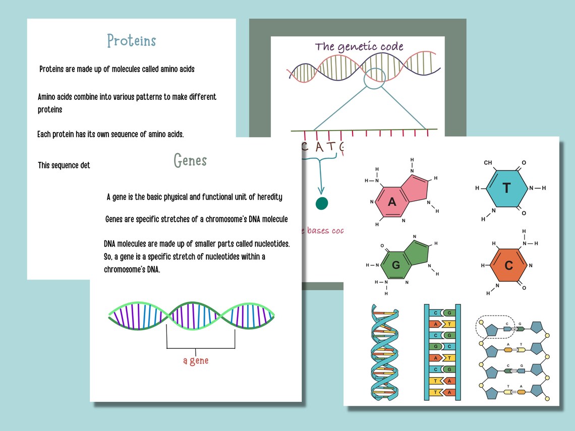 Biology Notes (inheritance and Variation), Middle School Science, High ...