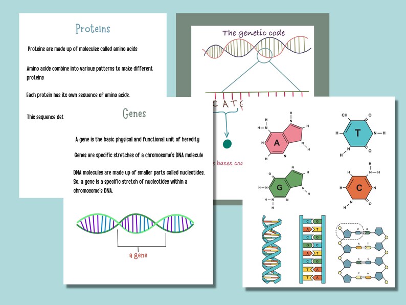 Biology Notes (inheritance and Variation), Middle School Science, High ...