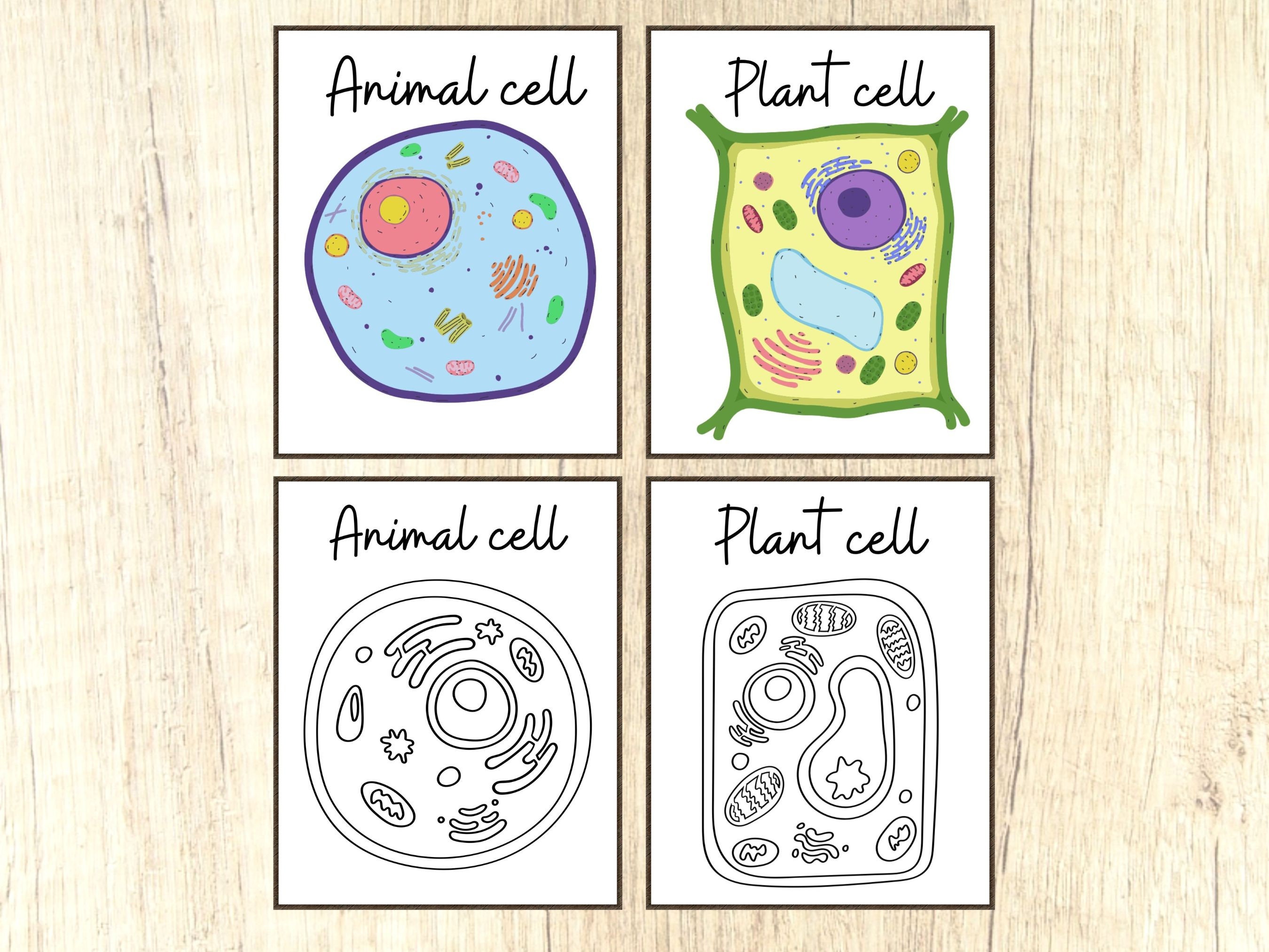 Biology Wall Prints Watercolor Prints Science Prints - Etsy