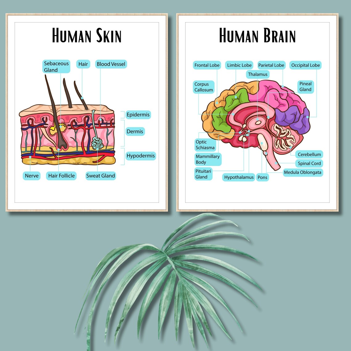 Human Anatomy Artworks Science Posters School Nurse Poster Classroom ...