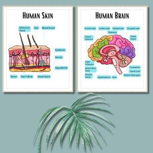 Human Anatomy Artworks Science Posters School Nurse Poster Classroom ...