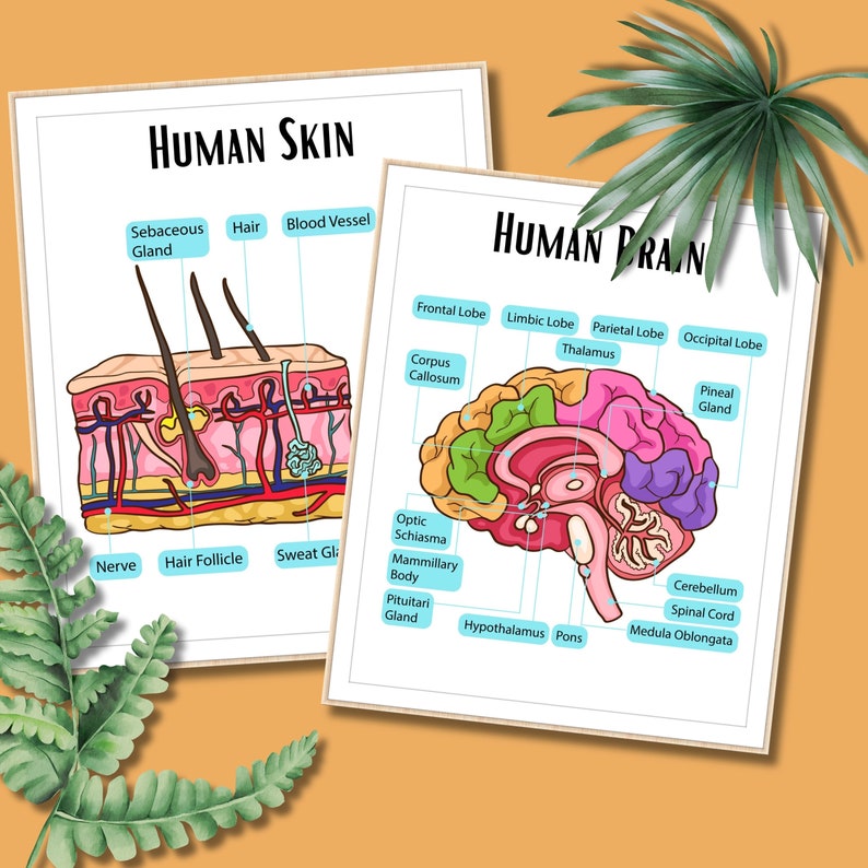 Human Anatomy Artworks Science Posters School Nurse Poster Classroom ...