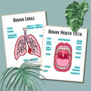 Human Anatomy Artworks Science Posters School Nurse Poster Classroom ...