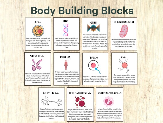 11 Science Class Gallery Wall Body Building Blocks Classroom - Etsy