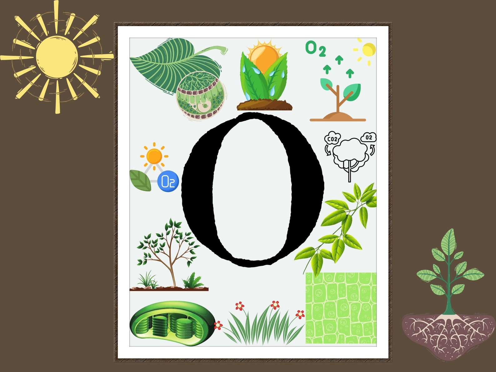 Biology Class Gallery Wall, Classroom Decor, High School Middle School ...