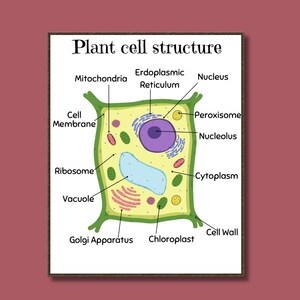 5 Set, Plant Cell Classroom Science Poster Art Printable, Science ...