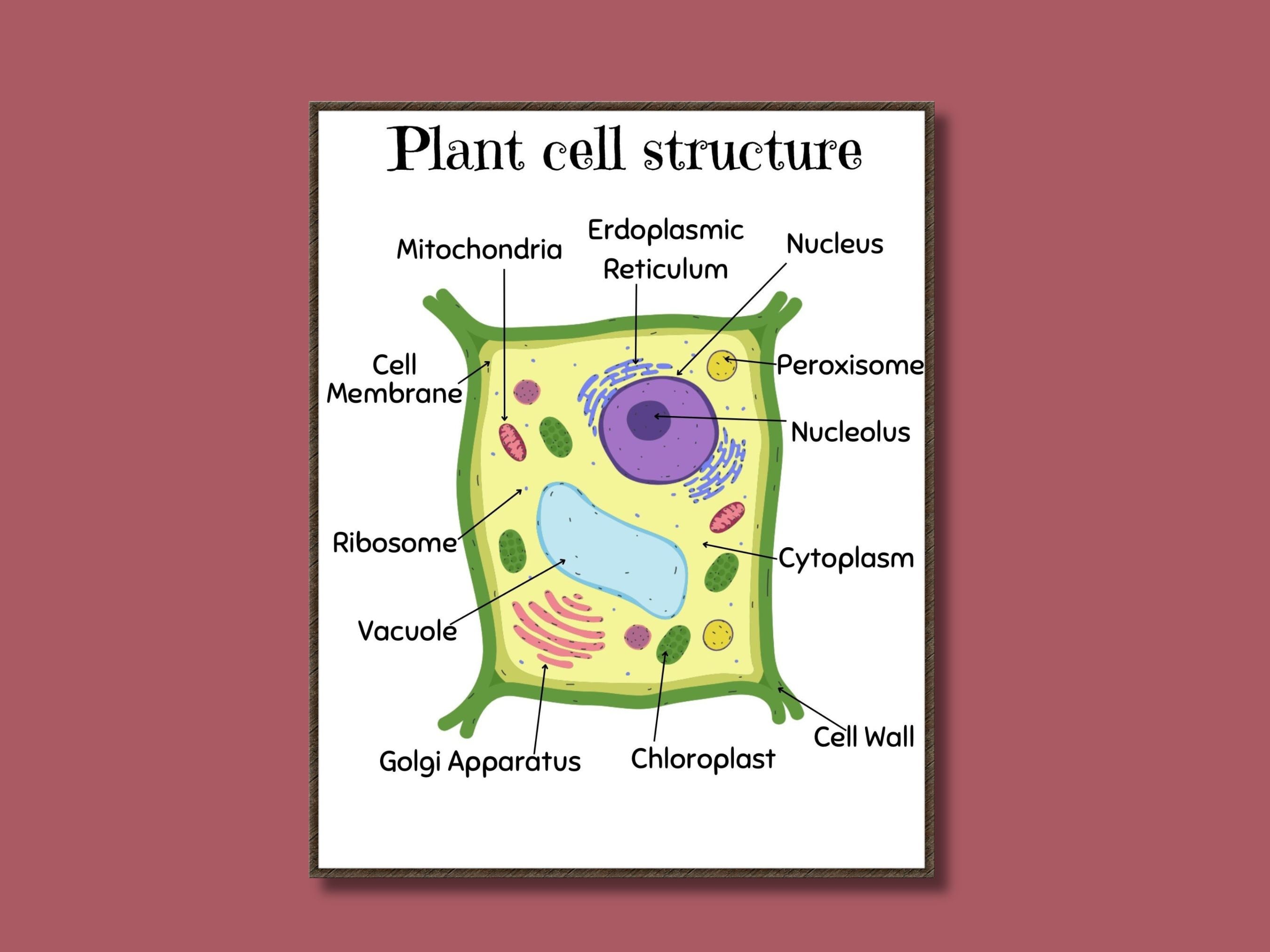 Plant & Animal Cell Science Poster Set, Classroom Anatomy Art (digital ...