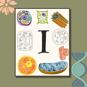 Science Posters, Classroom Decoration, Science Teacher Gift, Biology ...