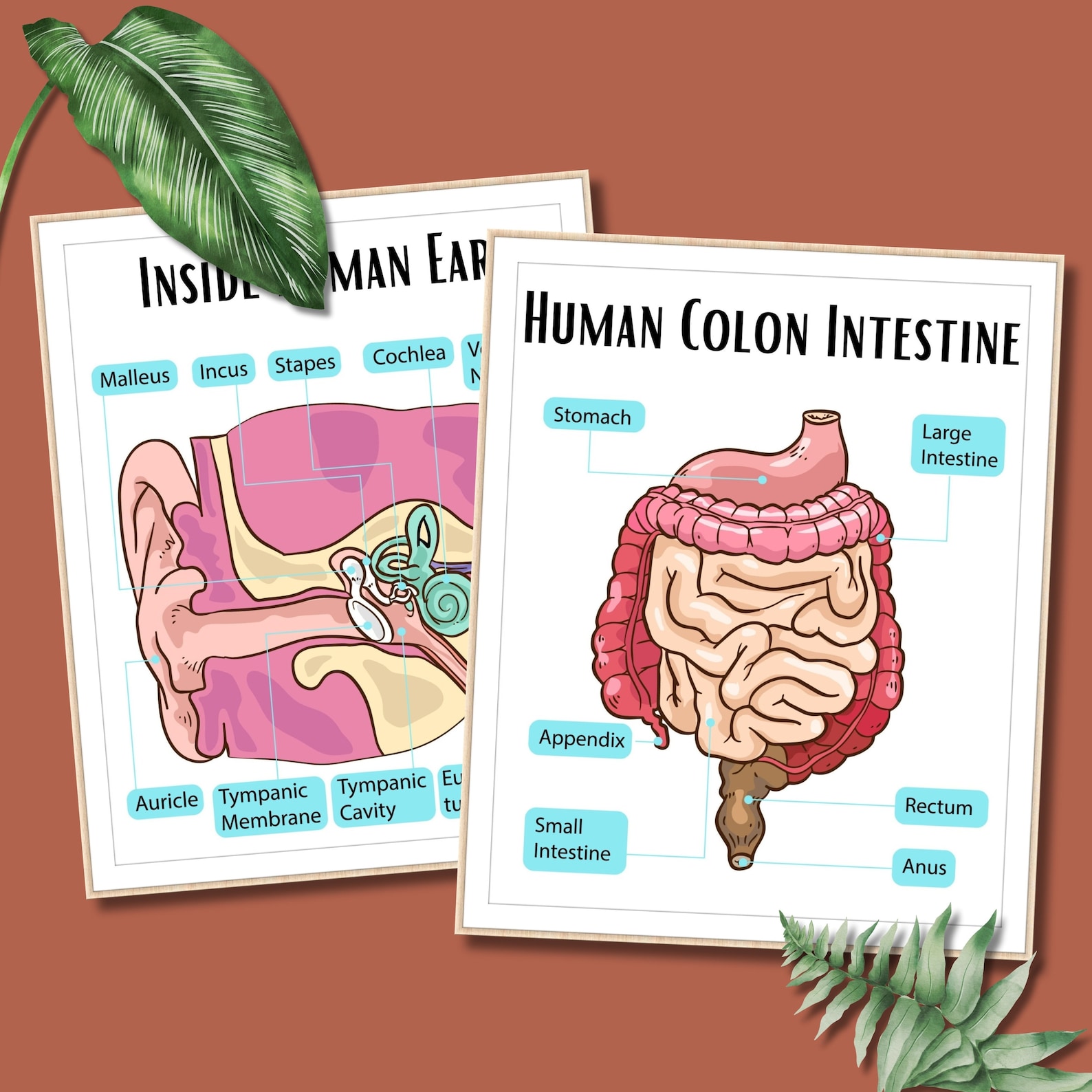 Human Anatomy Artworks Science Posters School Nurse Poster Classroom ...