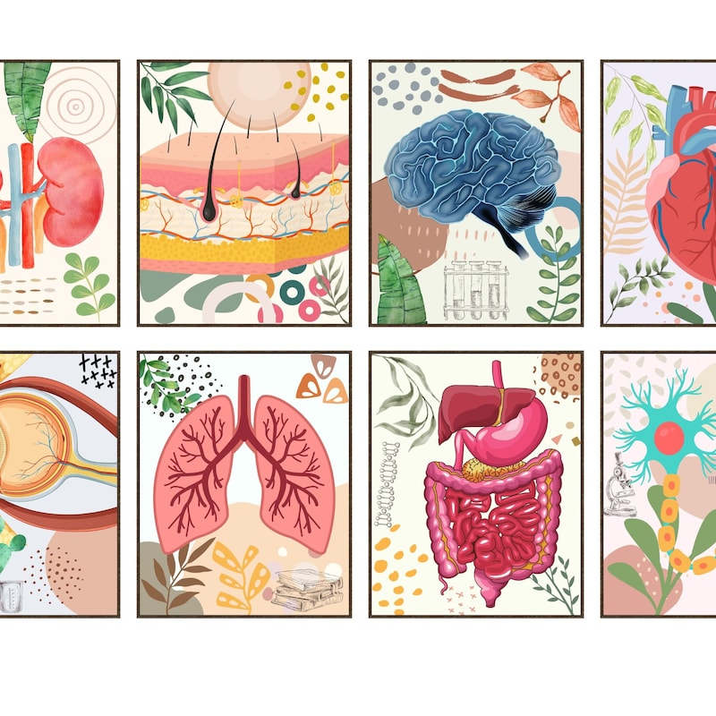 Anatomy for High School - Etsy