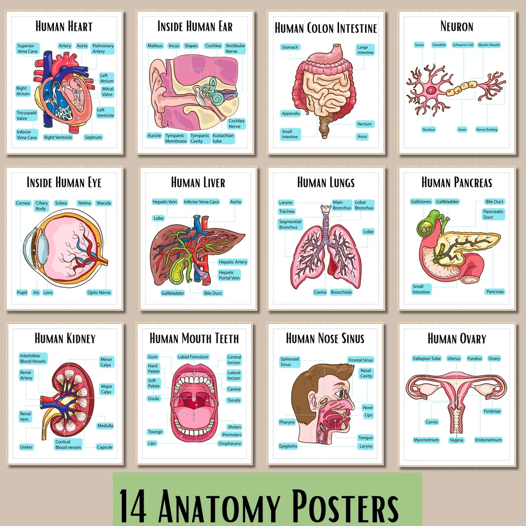Human Anatomy Artworks Science Posters School Nurse Poster Classroom ...