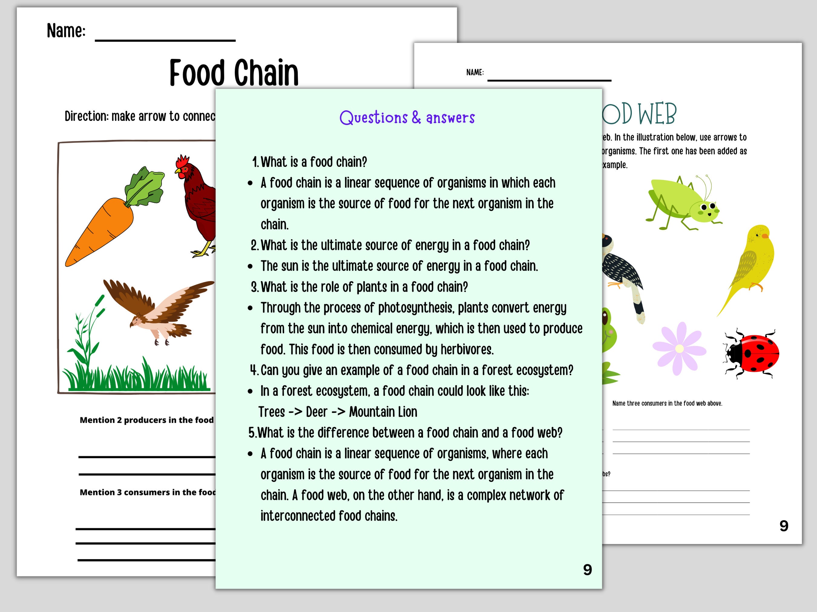 Food Web For Kids With Names