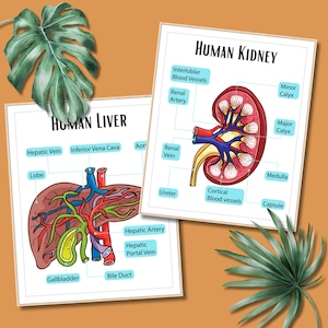 Human Anatomy Artworks Science Posters School Nurse Poster Classroom ...