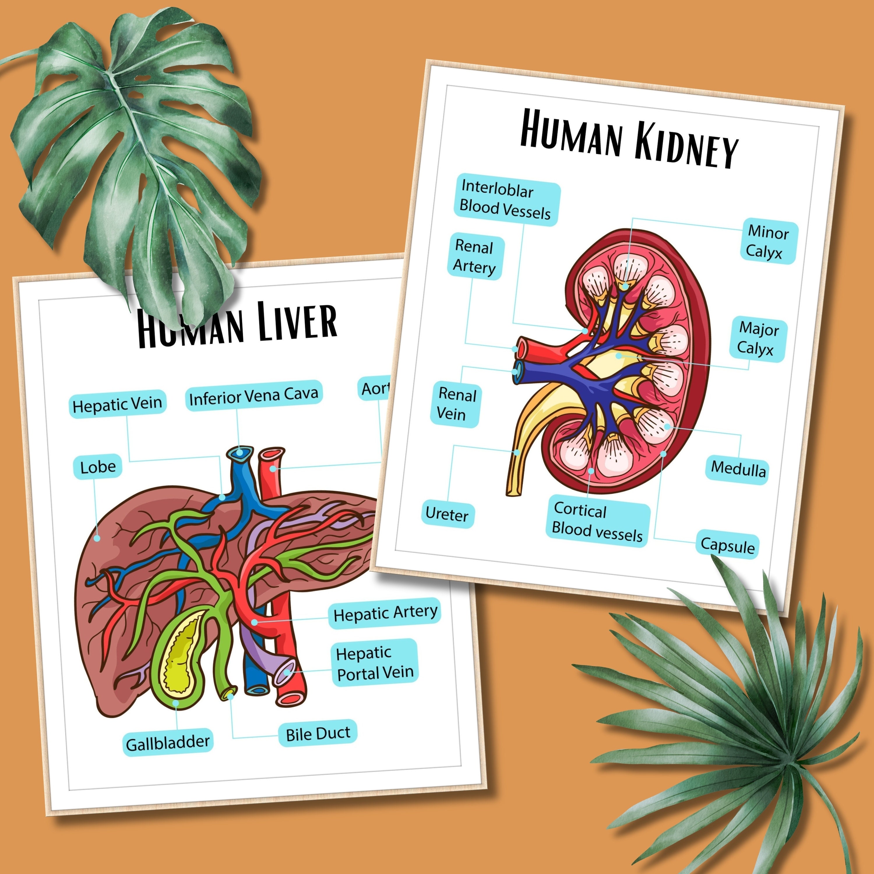 Human Anatomy Artworks Science Posters School Nurse Poster Classroom ...