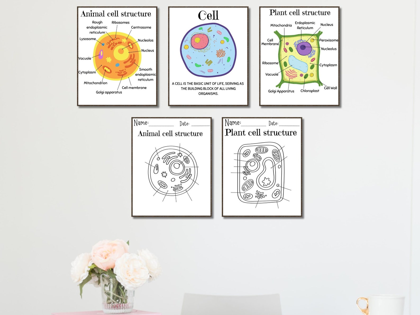Plant & Animal Cell Science Poster Set, Classroom Anatomy Art (digital ...