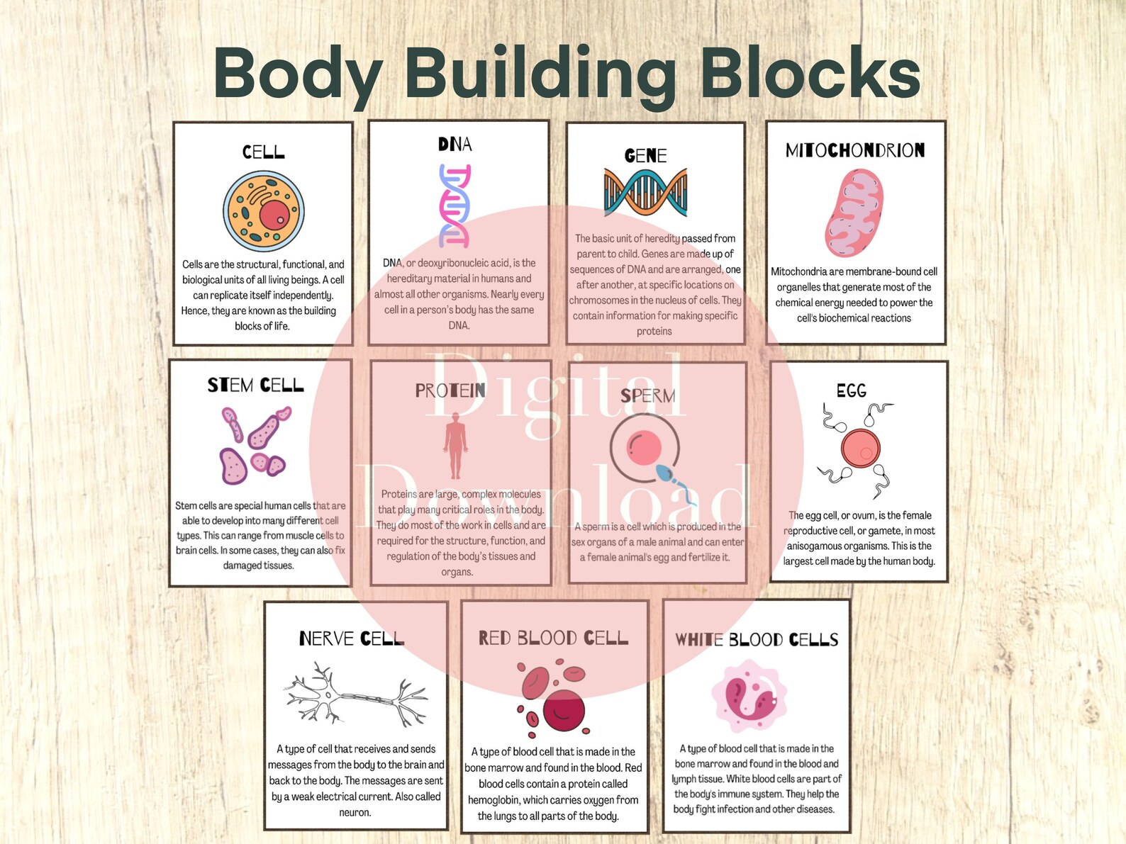 11 Science Class Gallery Wall, Body Building Blocks, Classroom Decor ...