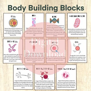 11 Science Class Gallery Wall, Body Building Blocks, Classroom Decor ...