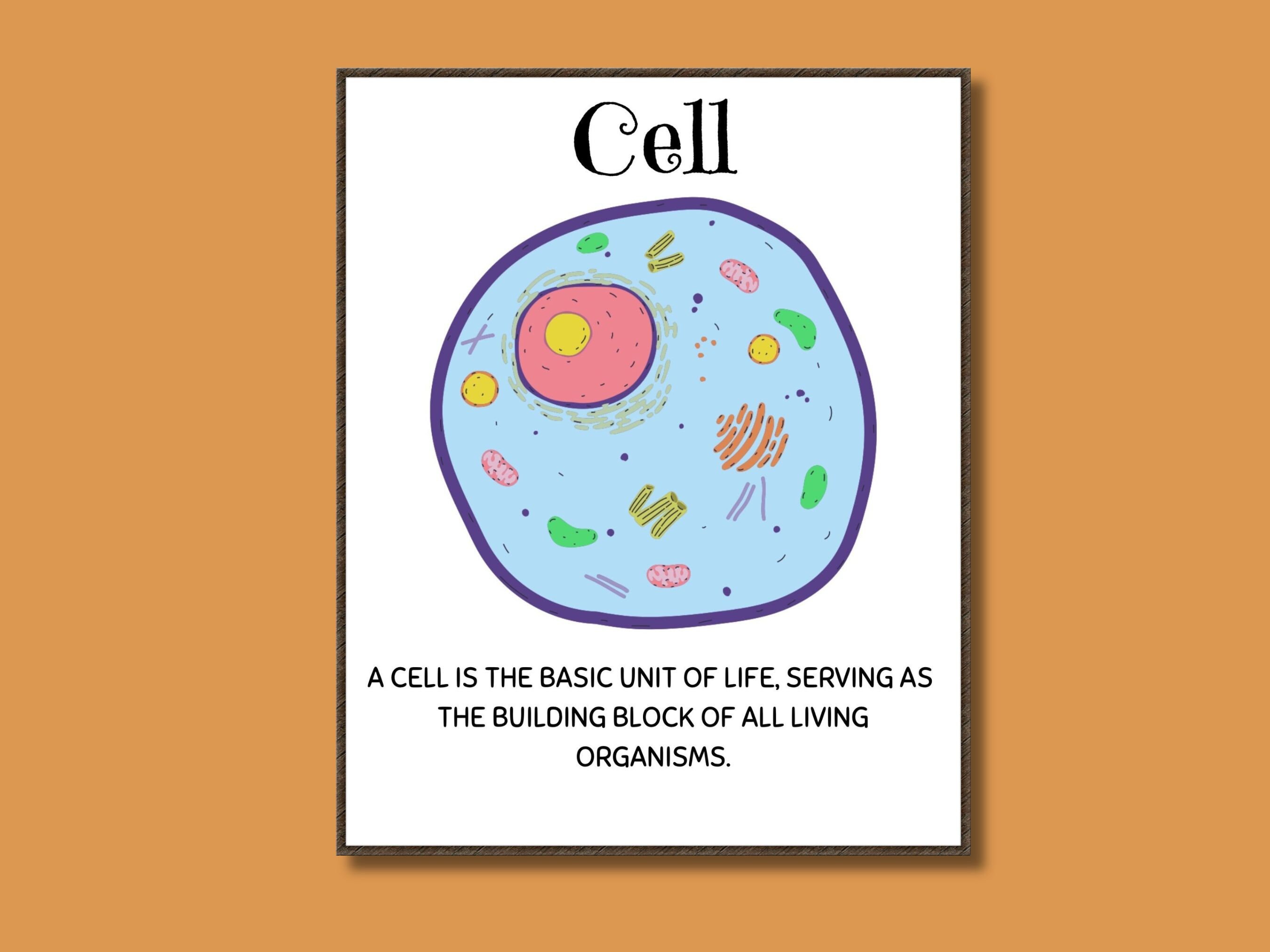 Plant & Animal Cell Science Poster Set, Classroom Anatomy Art (digital ...