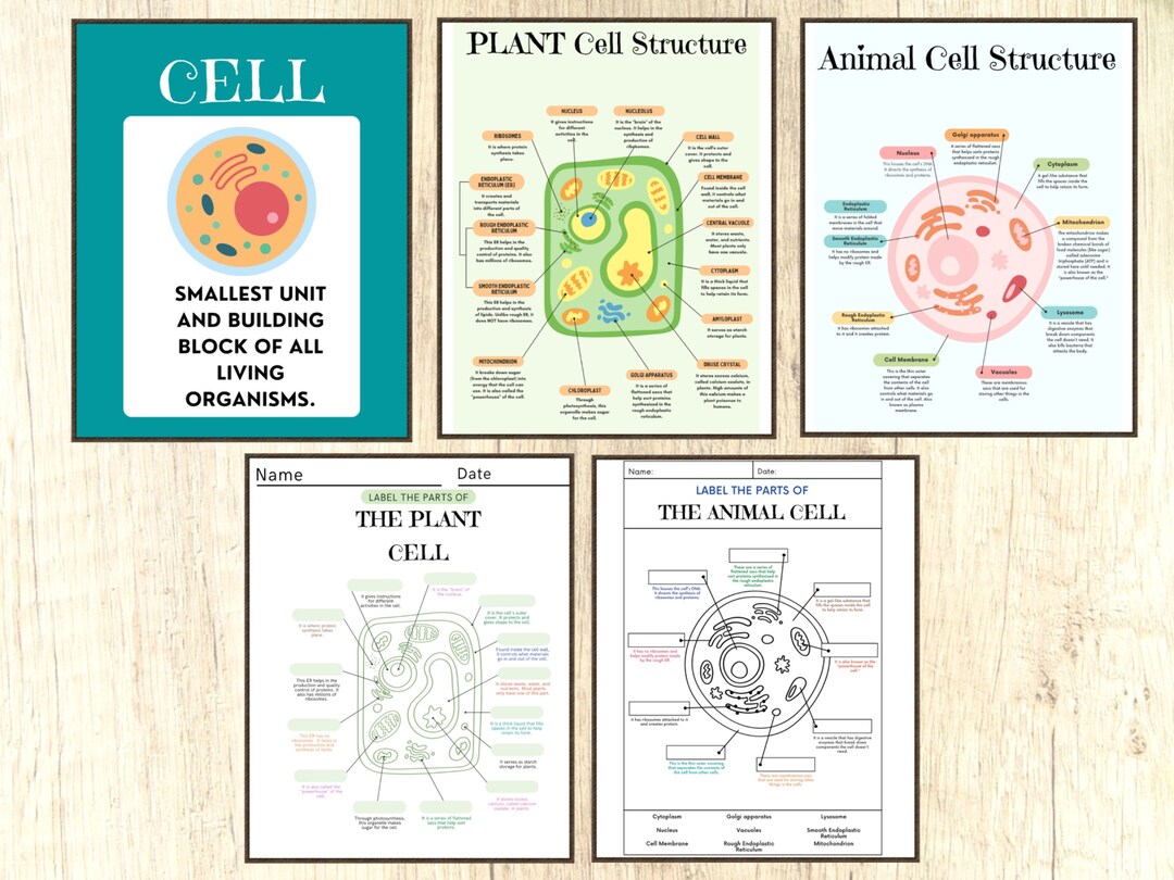 5 Set Plant Cell Classroom Science Poster Art Printable - Etsy