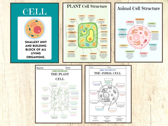 5 Set Plant Cell Classroom Science Poster Art Printable - Etsy Australia