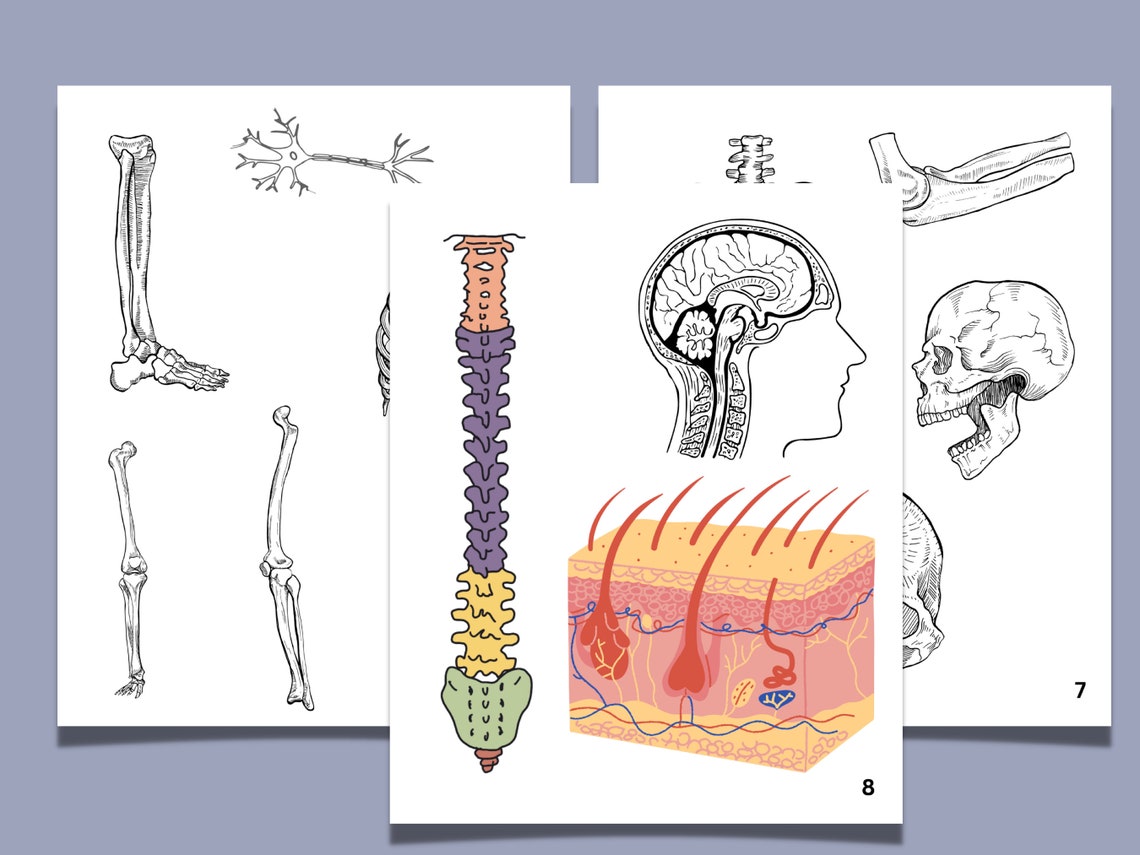 Biology Printable Diagrams Note-taking Planning - Etsy