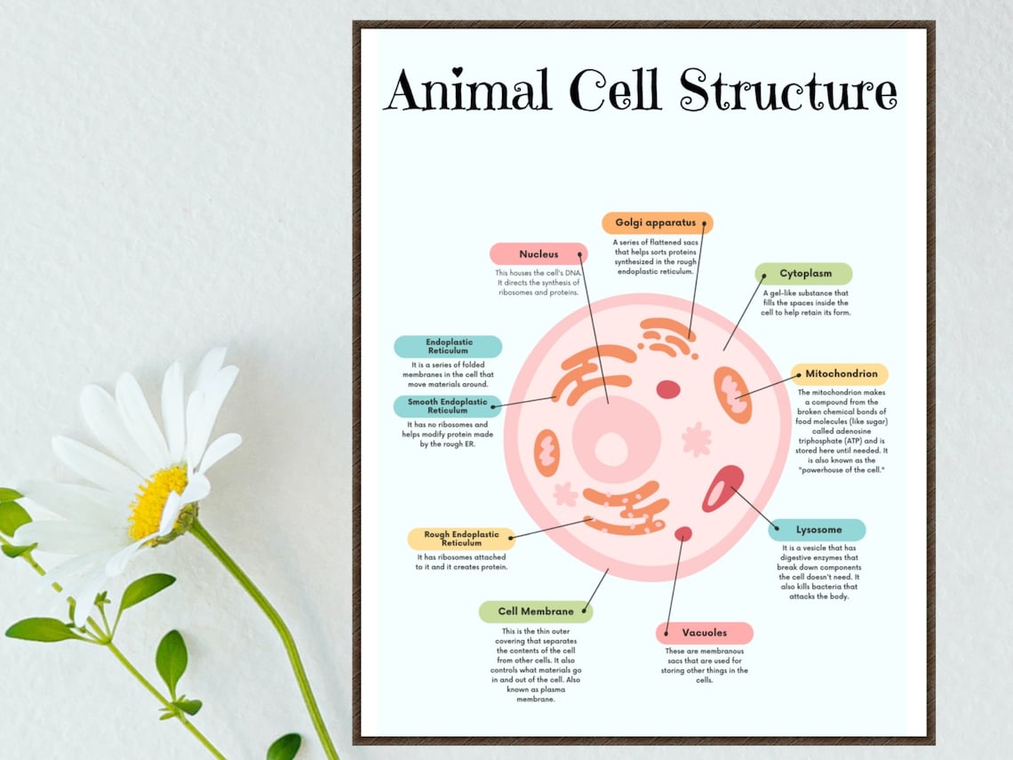 5 Set Plant Cell Classroom Science Poster Art Printable - Etsy