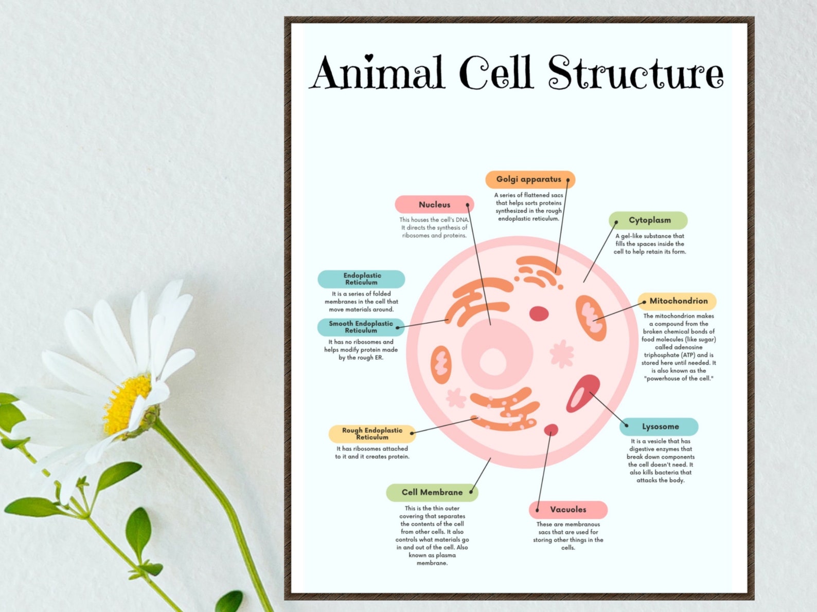 5 Set Plant Cell Classroom Science Poster Art Printable - Etsy