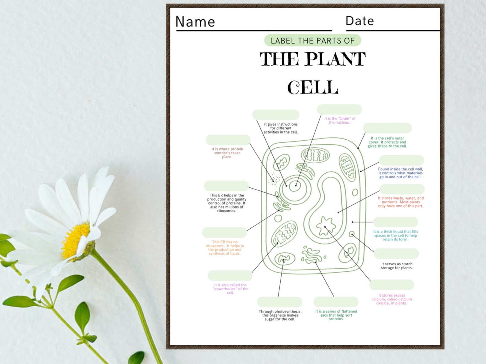 5 Set Plant Cell Classroom Science Poster Art Printable - Etsy