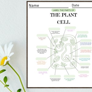 5 Set Plant Cell Classroom Science Poster Art Printable - Etsy