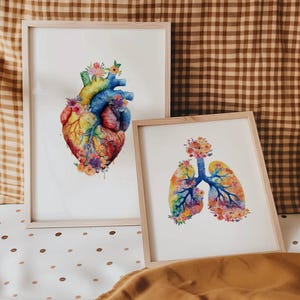 Human Anatomy Posters Brain Watercolor Print Lungs Wall Art Human Heart ...