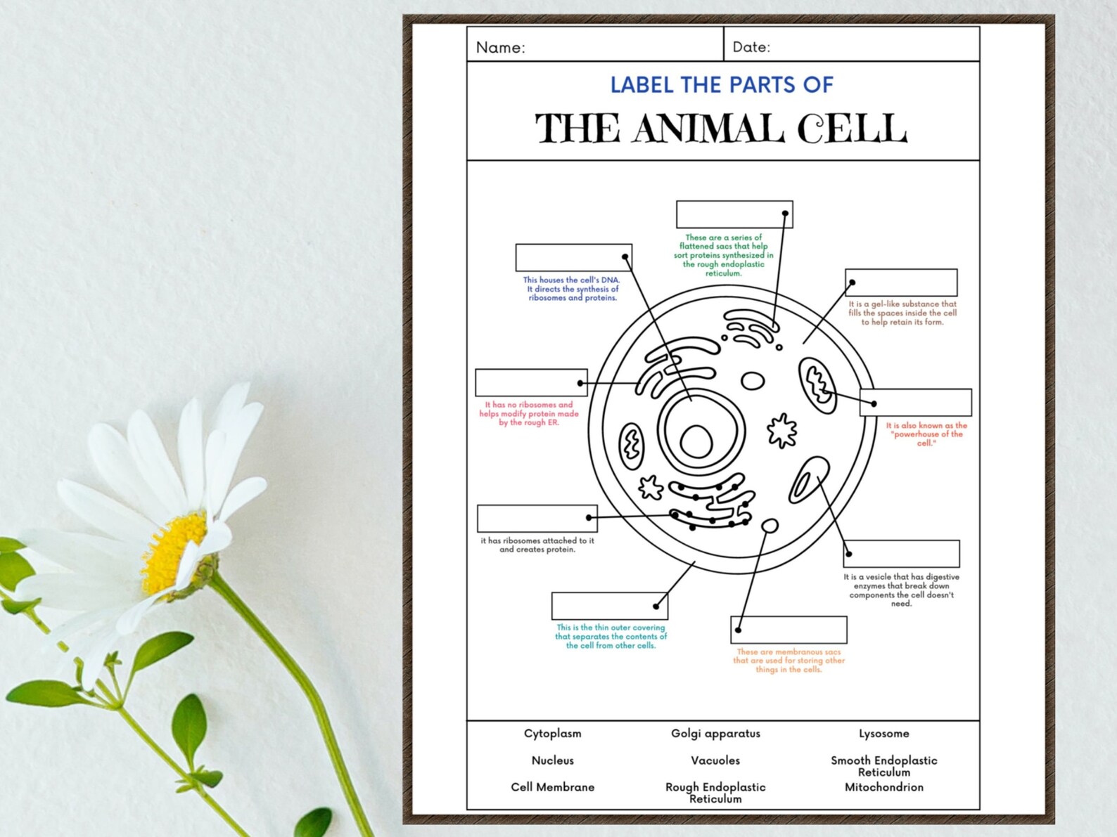 5 Set Plant Cell Classroom Science Poster Art Printable - Etsy