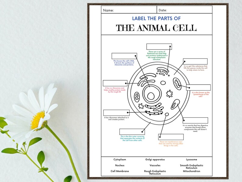 5 Set Plant Cell Classroom Science Poster Art Printable - Etsy