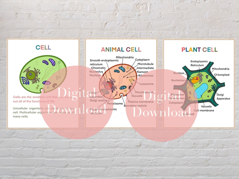 Science Classroom Decor, Set of 3, High School Middle School, Science ...