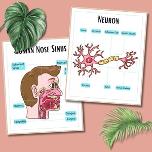 Human Anatomy Artworks Science Posters School Nurse Poster Classroom ...