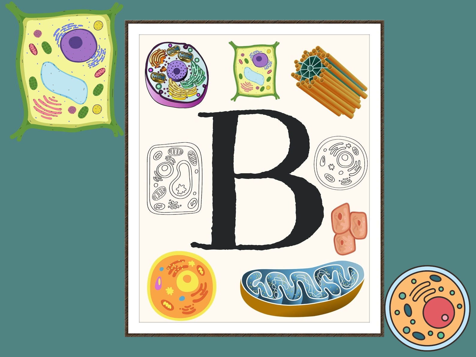 Biology Class Gallery Wall, Classroom Decor, High School Middle School ...