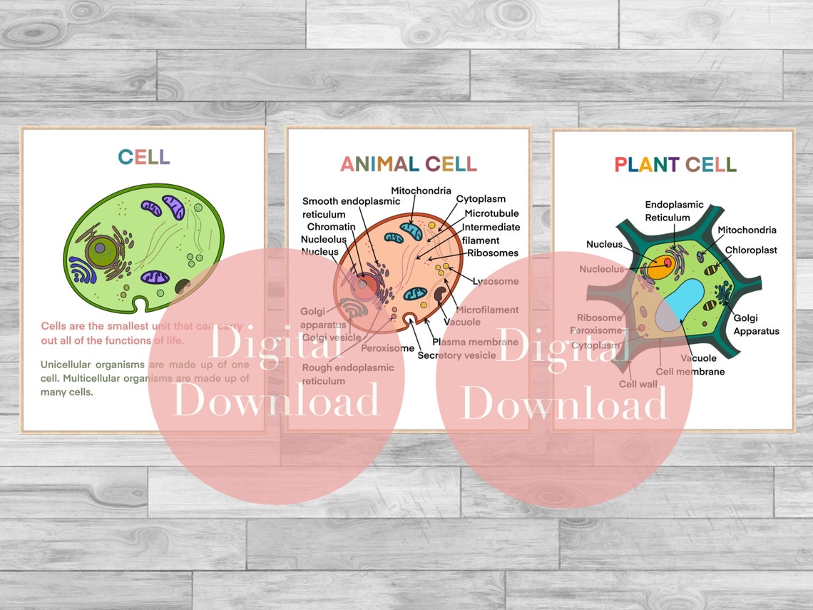 Science Classroom Decor Set of 3 High School Middle School - Etsy