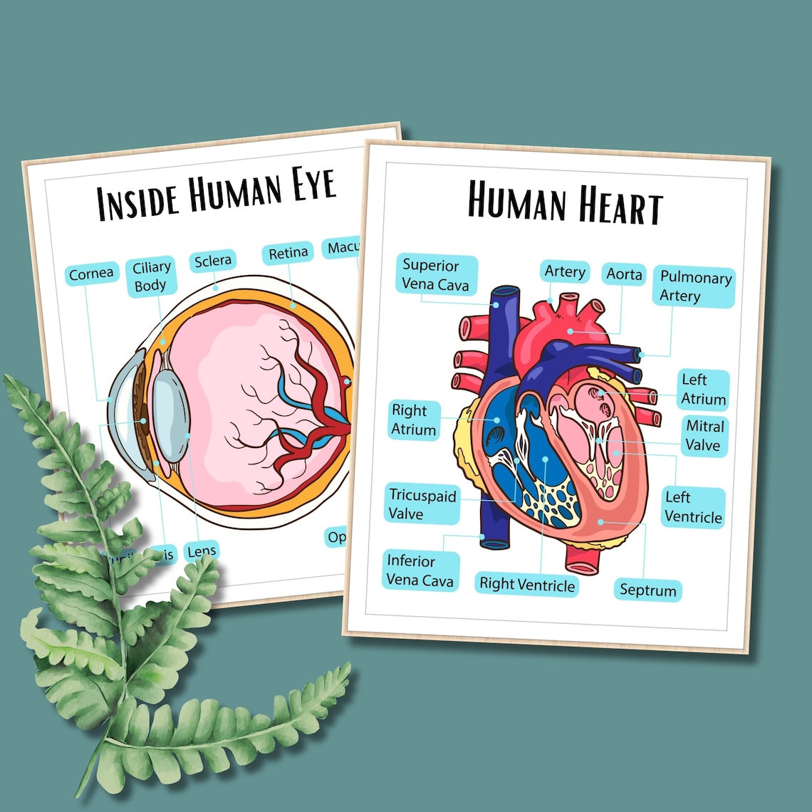 Human Anatomy Artworks Science Posters School Nurse Poster Classroom ...