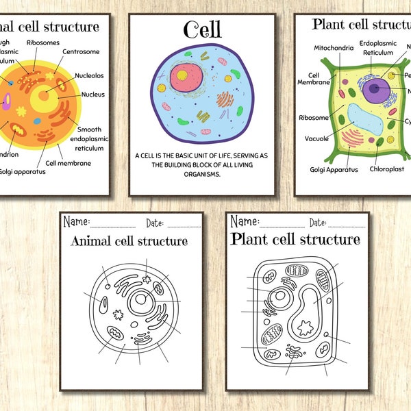 Plant Cell - Etsy