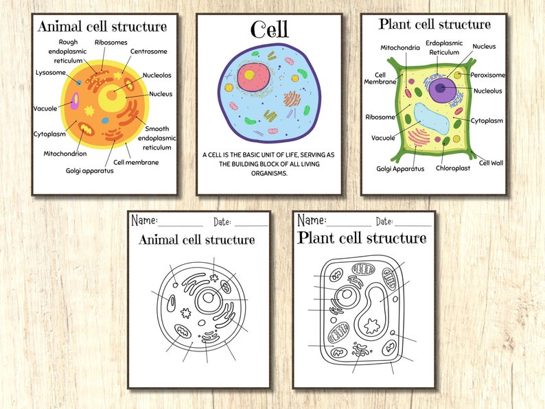 Plant & Animal Cell Science Poster Set, Classroom Anatomy Art (digital ...
