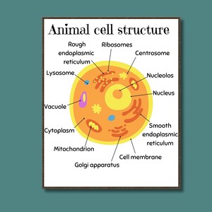 5 Set, Plant Cell Classroom Science Poster Art Printable, Science ...
