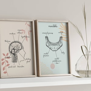 Human Anatomy Art Prints Science Posters Classroom Decor Orthopedist ...