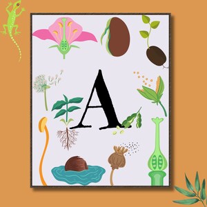 Science Posters, Classroom Decoration, Science Teacher Gift, Biology ...