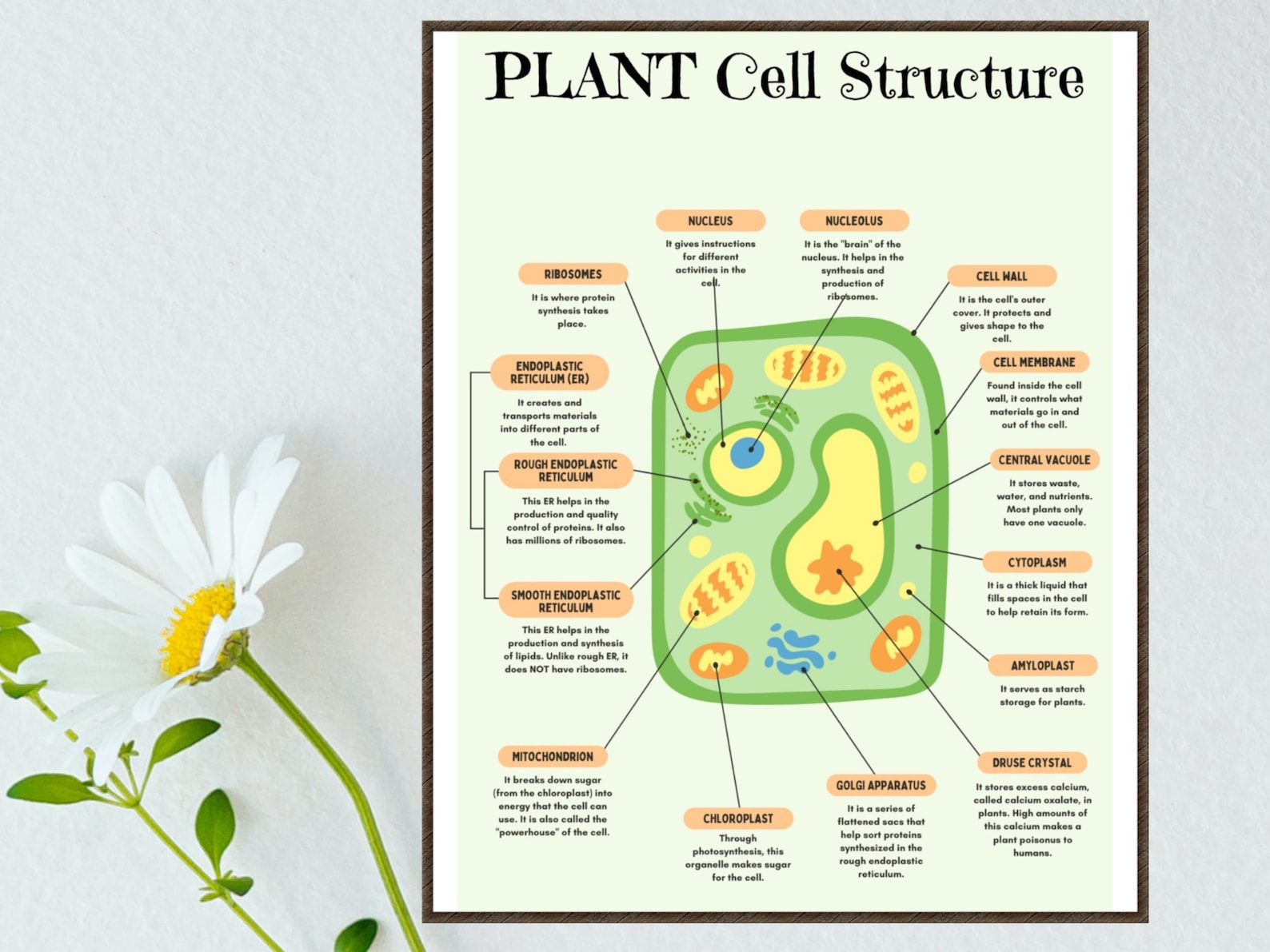 5 Set Plant Cell Classroom Science Poster Art Printable - Etsy