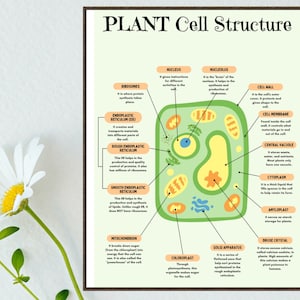 5 Set Plant Cell Classroom Science Poster Art Printable - Etsy