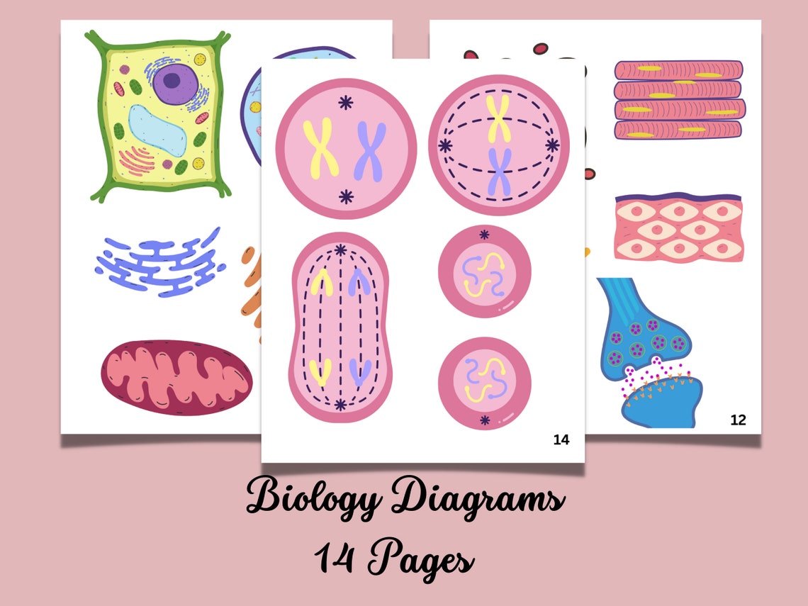 Biology Printable Diagrams Note-taking Planning - Etsy
