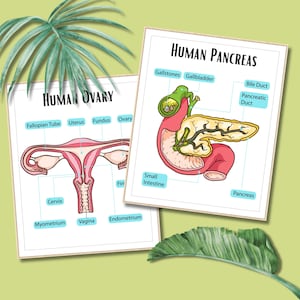 Human Anatomy Artworks Science Posters School Nurse Poster Classroom ...