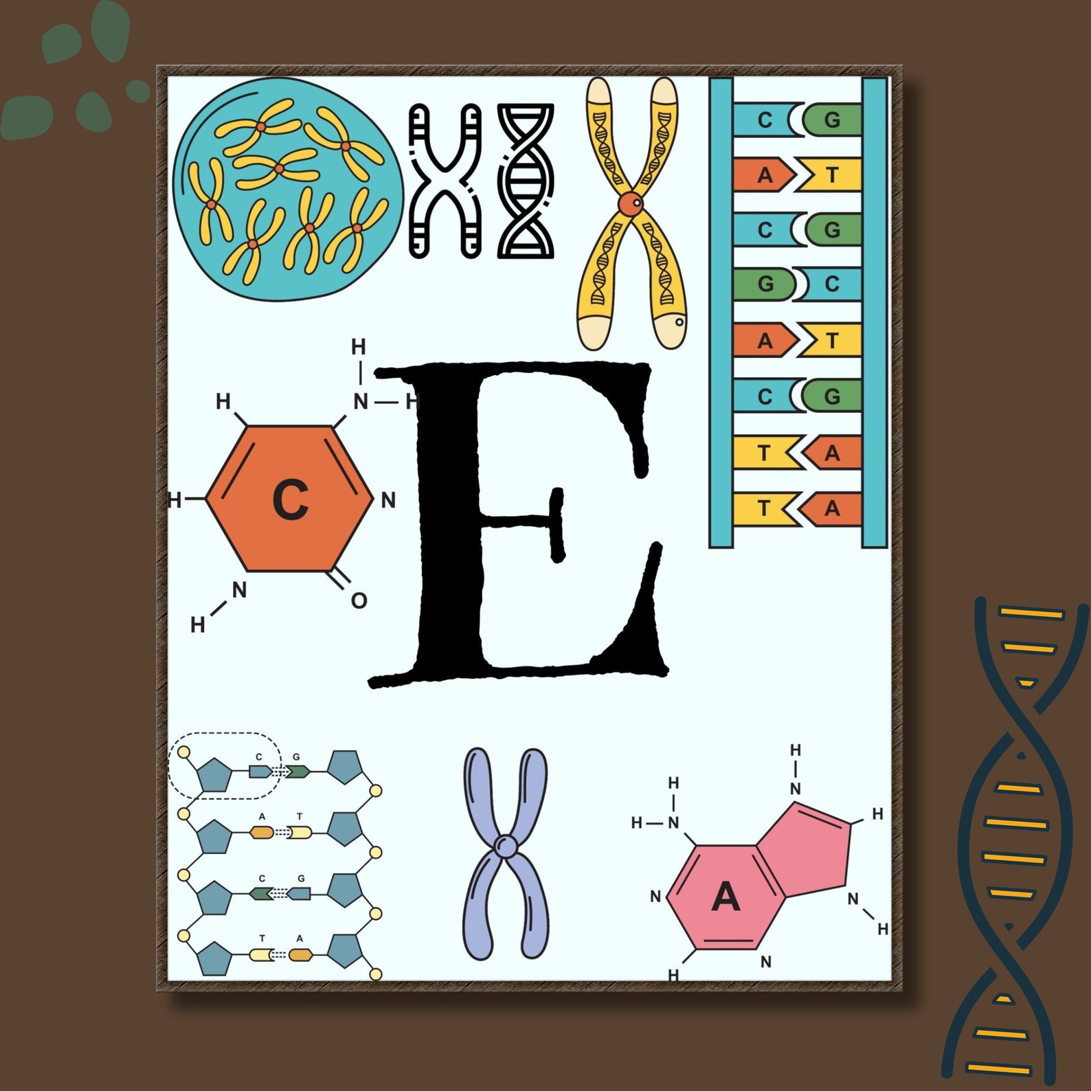 Science Posters, Classroom Decoration, Science Teacher Gift, Biology ...