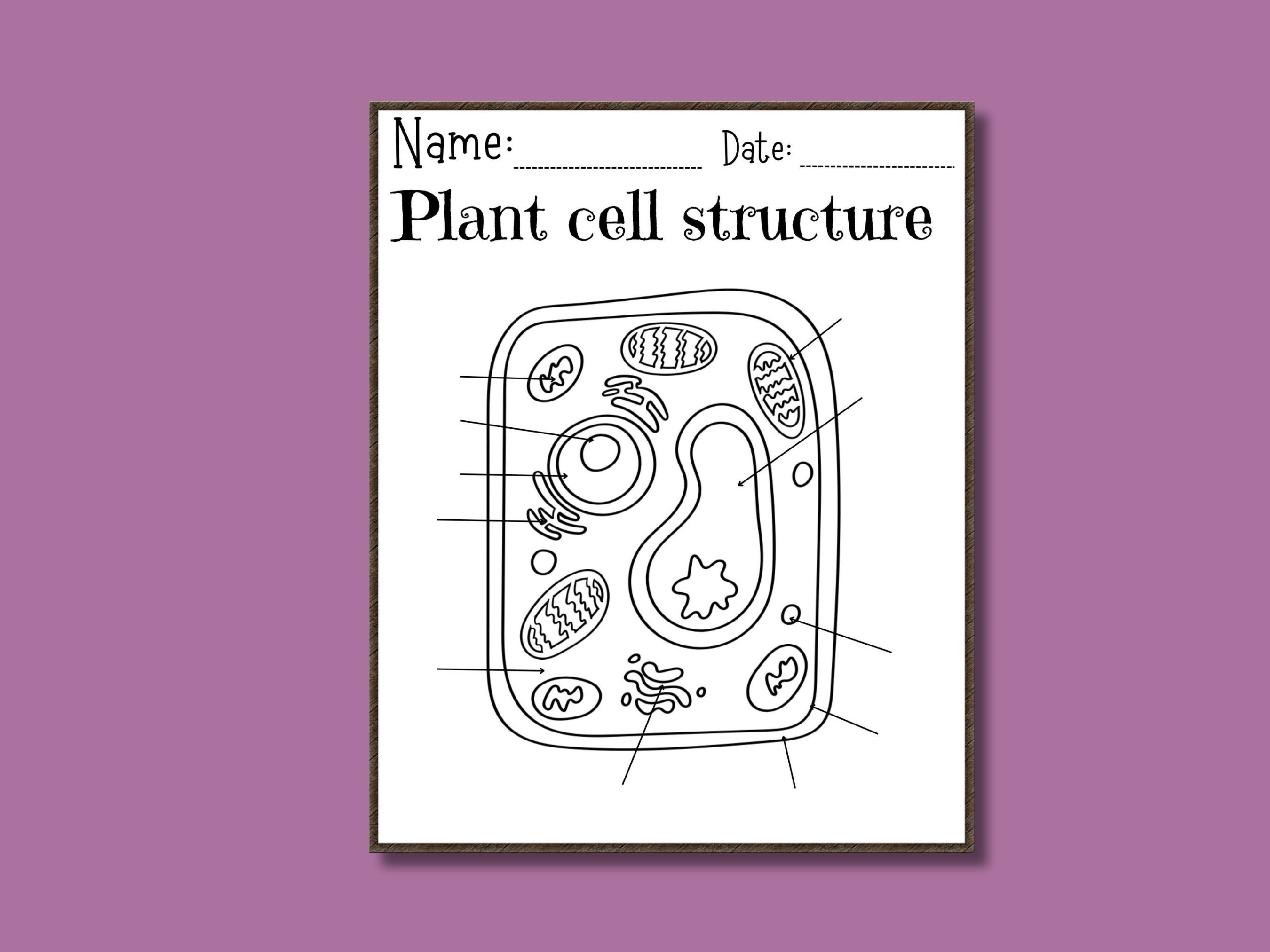 Plant & Animal Cell Science Poster Set, Classroom Anatomy Art (digital ...